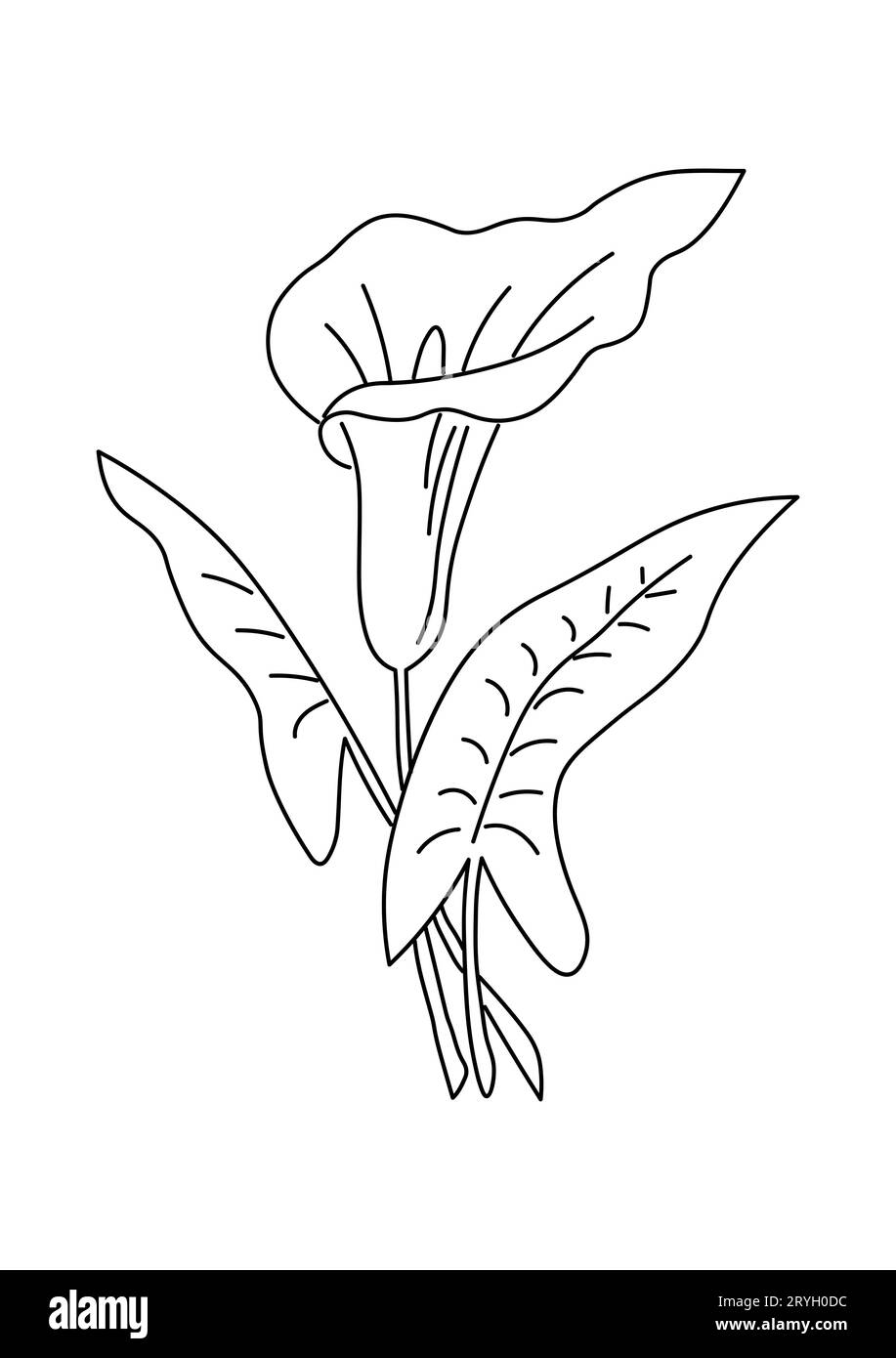 Callas flower graphic black white isolated sketch illustration vector ...