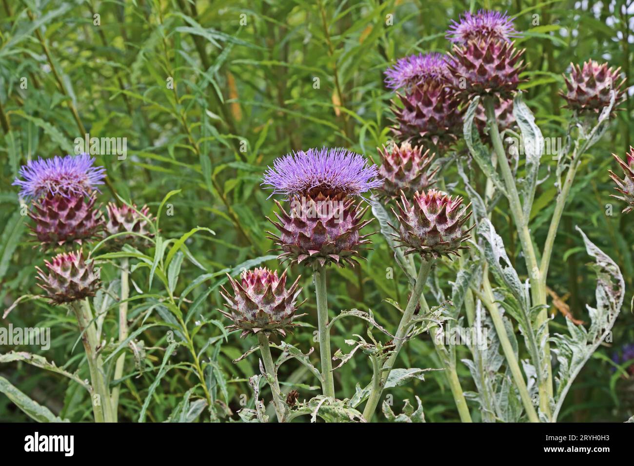 Cardoon Cynara Cardunclus Stock Photo - Alamy