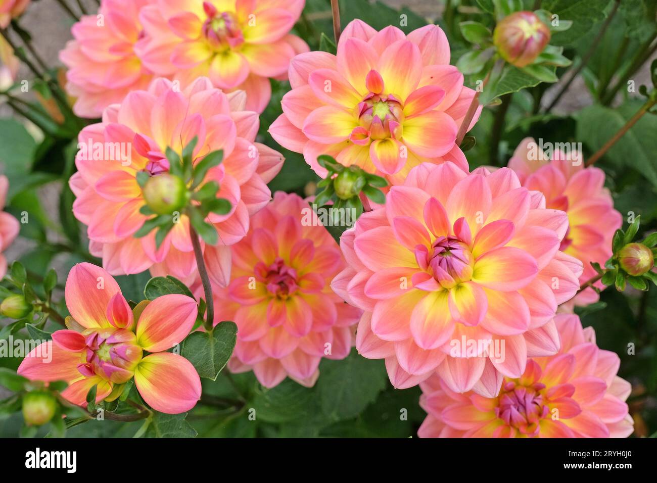 Coral yellow hi-res stock photography and images - Alamy