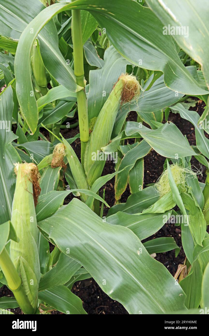 Cobs of Sweetcorn "Swift" ripening Stock Photo - Alamy