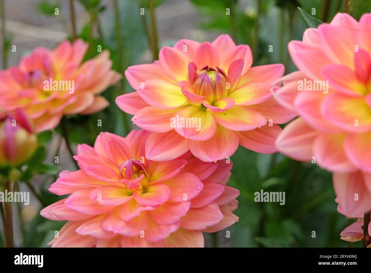 Coral closeup view hi-res stock photography and images - Alamy