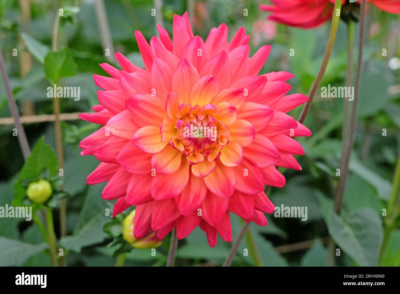 Red, orange and yellow cactus dahlia 'Rainbow Silence' in flower Stock Photo - Alamy