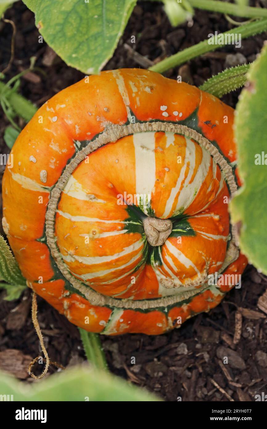 Winter Squash "Turk's Turban Stock Photo - Alamy