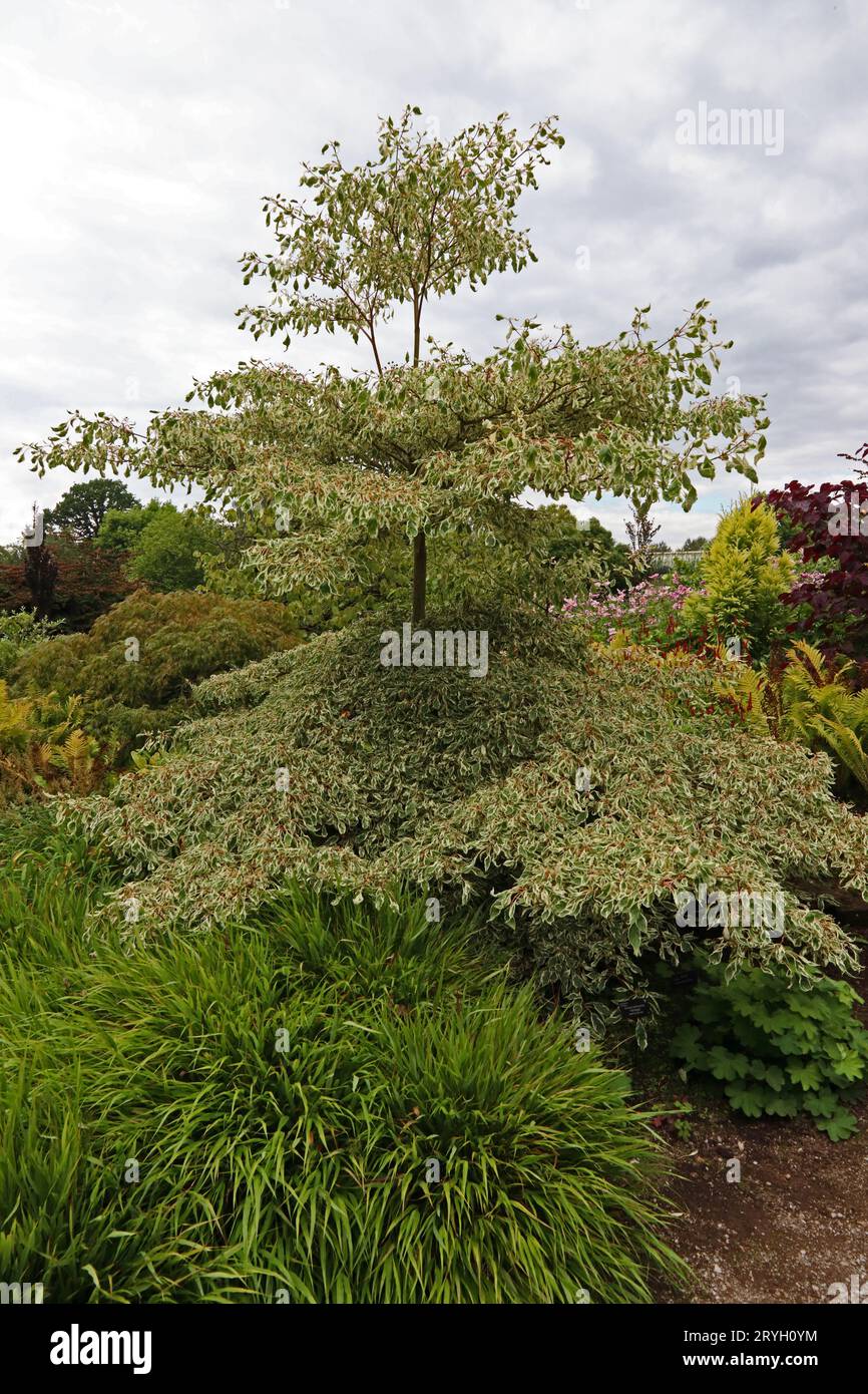 Cornus Controversa "Variegata", the Wedding Cake Tree Stock Photo - Alamy
