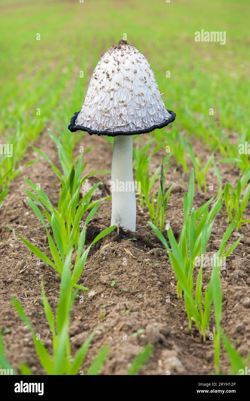White flat mushroom hi-res stock photography and images - Alamy