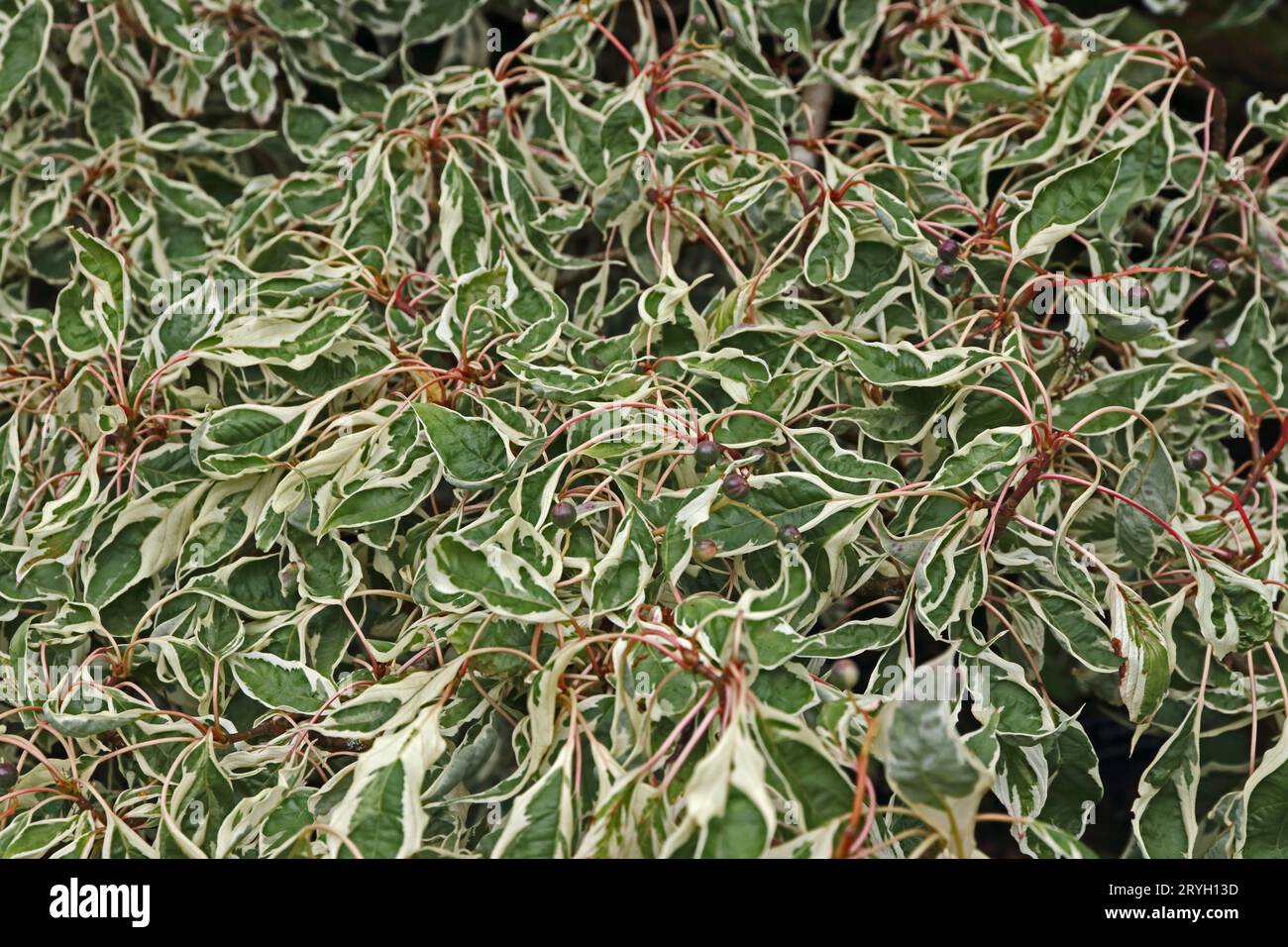 Cornus Controversa "Variegata", the Wedding Cake Tree Stock Photo - Alamy