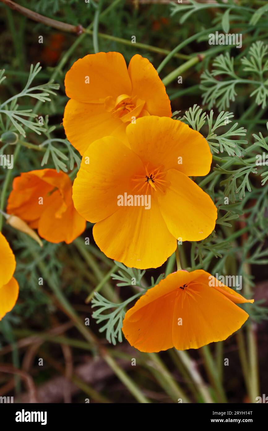 California poppy plant hi-res stock photography and images - Alamy