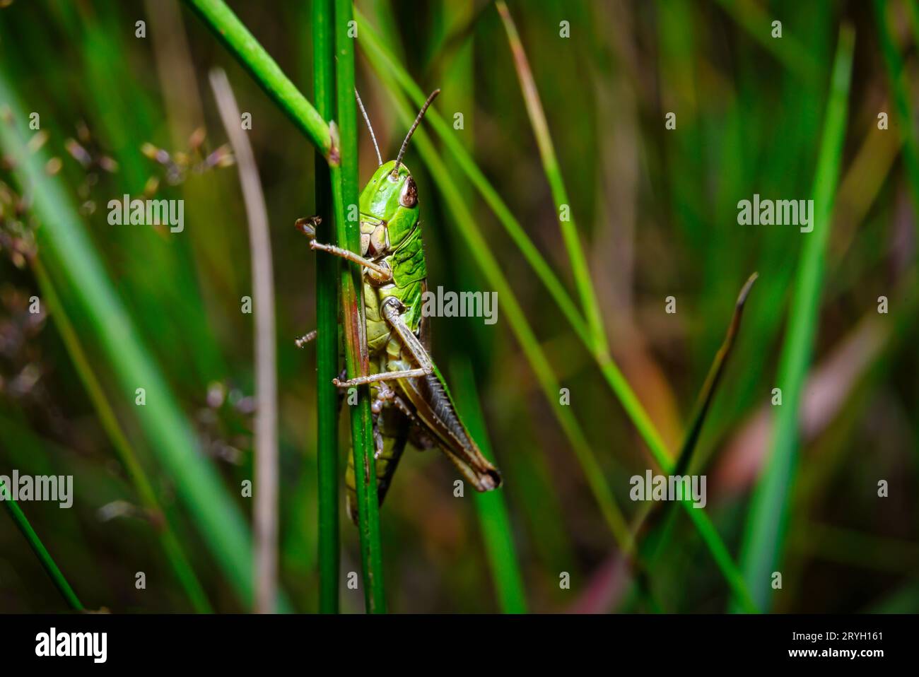 Leg point of view hi-res stock photography and images - Alamy