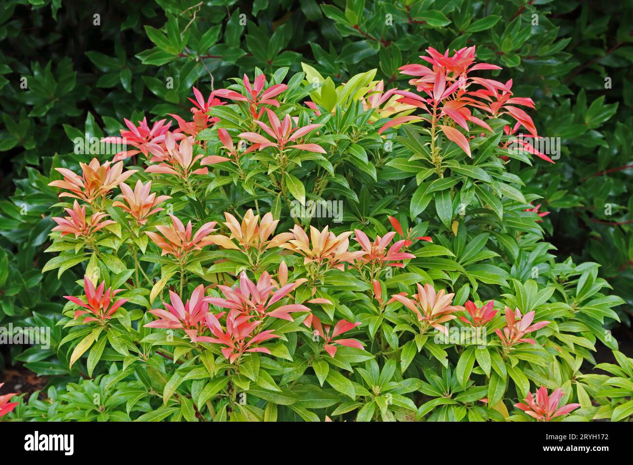 Pieris "Forest Flame" bush Stock Photo - Alamy