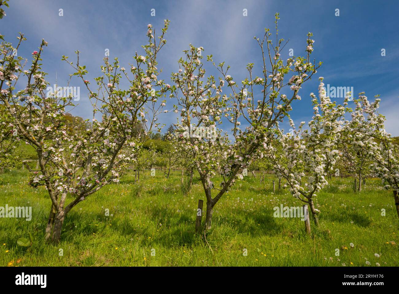 Blossom on cultivated apple trees (Malus domestica) in an Organic ...
