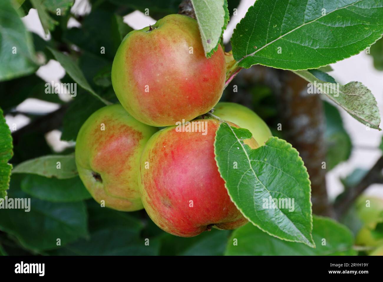 James grieve apple hi-res stock photography and images - Alamy