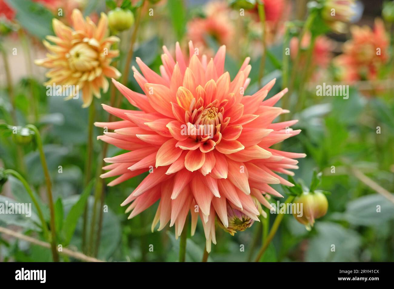 Allens starfire hi-res stock photography and images - Alamy