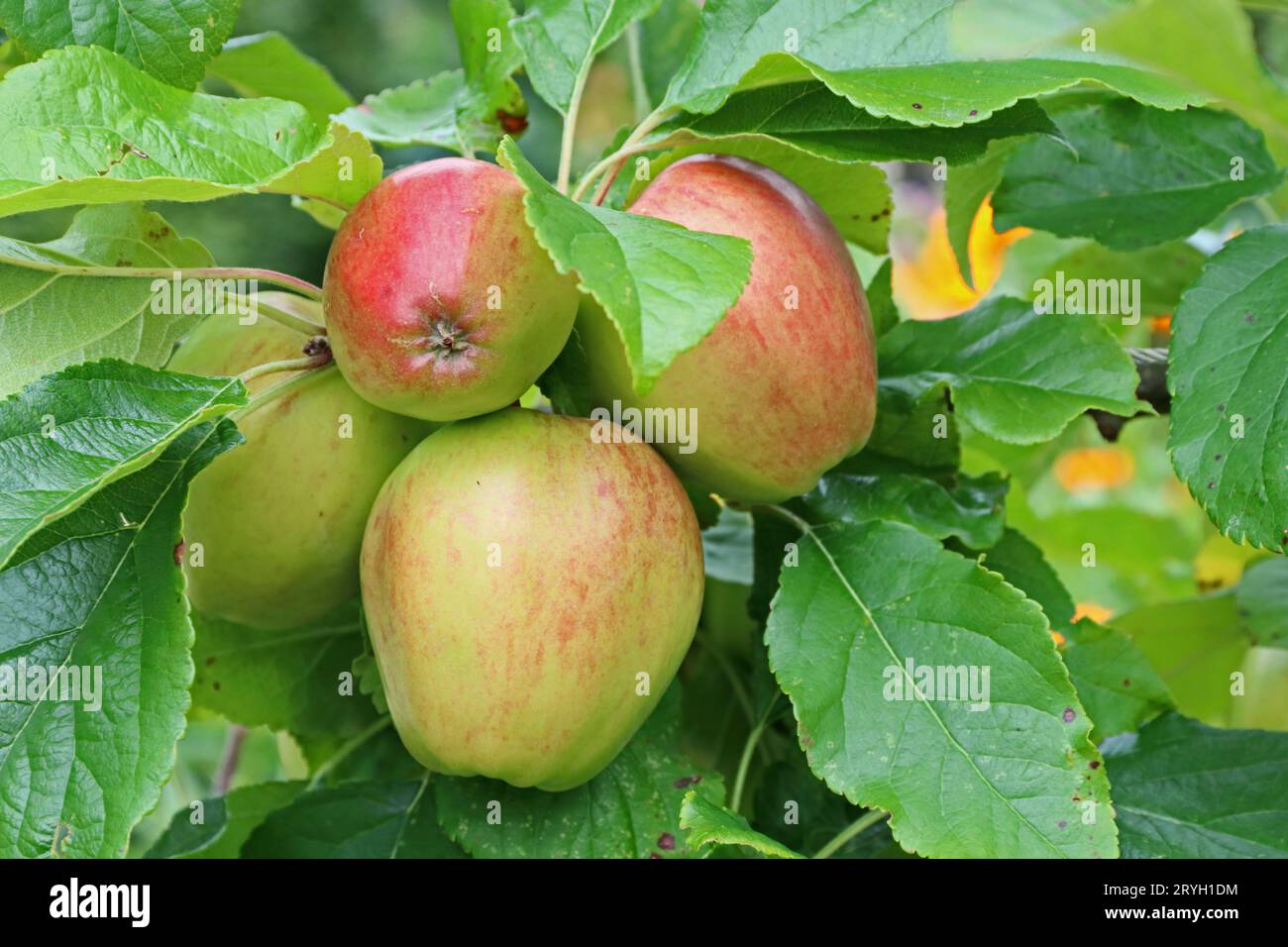 Malus Domestica (Apple) "Saturn Stock Photo - Alamy