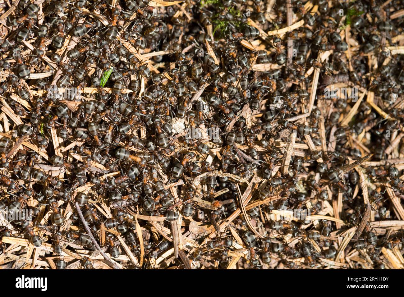 Hairy wood ant hi-res stock photography and images - Alamy
