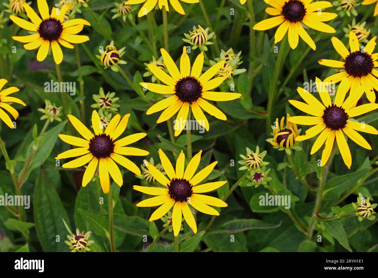 Yellow rudbeckia fulgida flowers hi-res stock photography and images ...