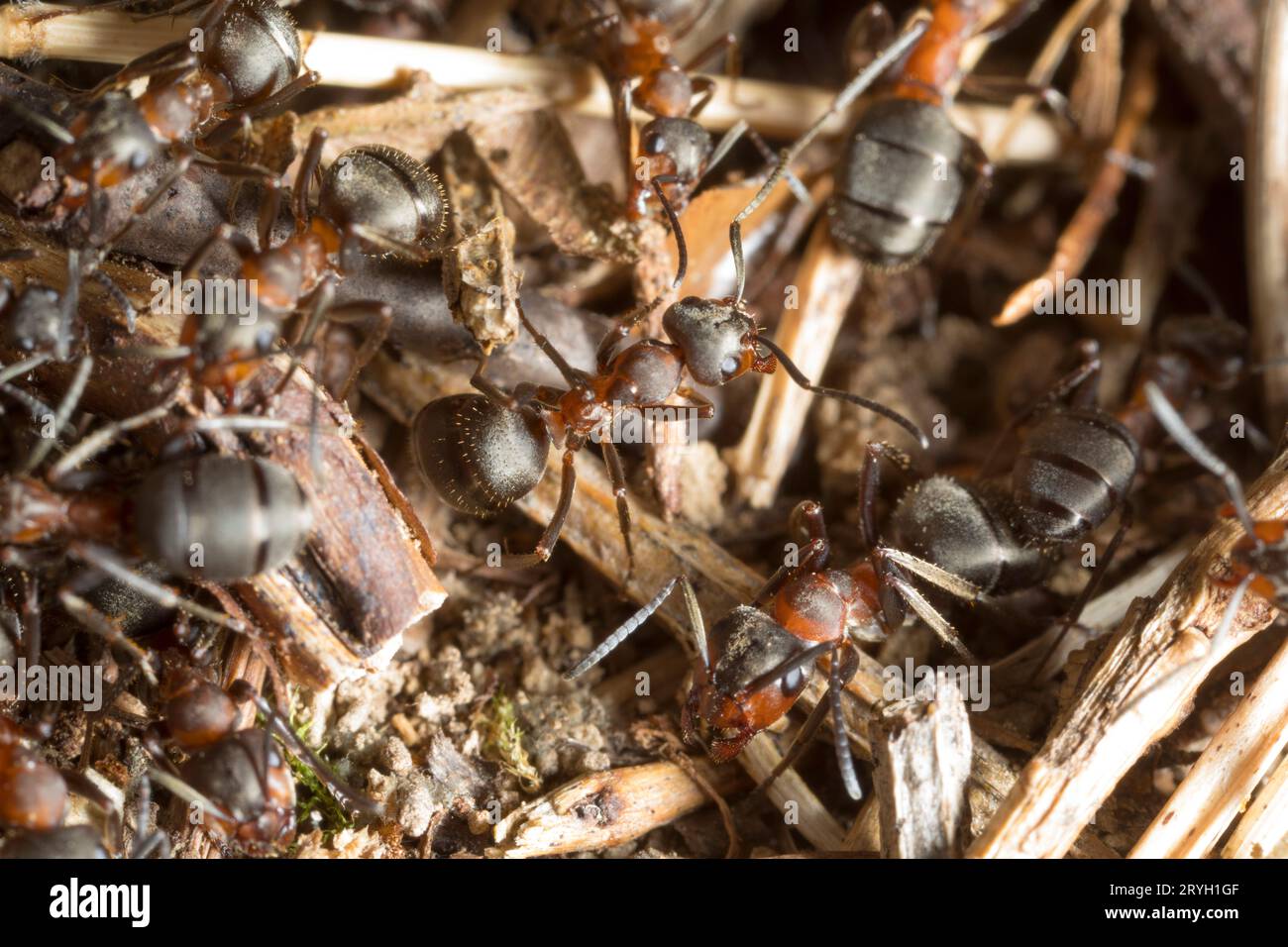 Hairy Wood Ant Formica Lugubris Workers On The Surface Of The Nest