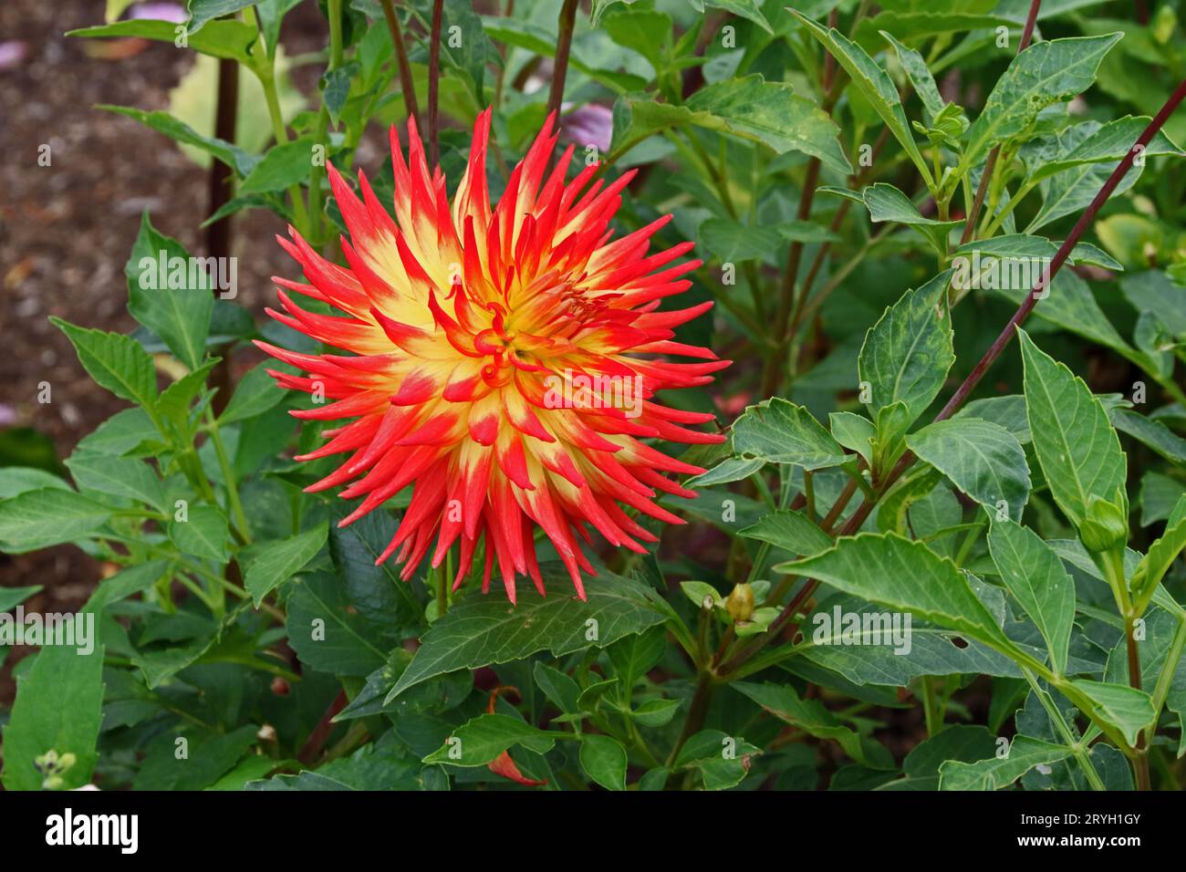 Dahlia "Kenora Sunset Stock Photo - Alamy