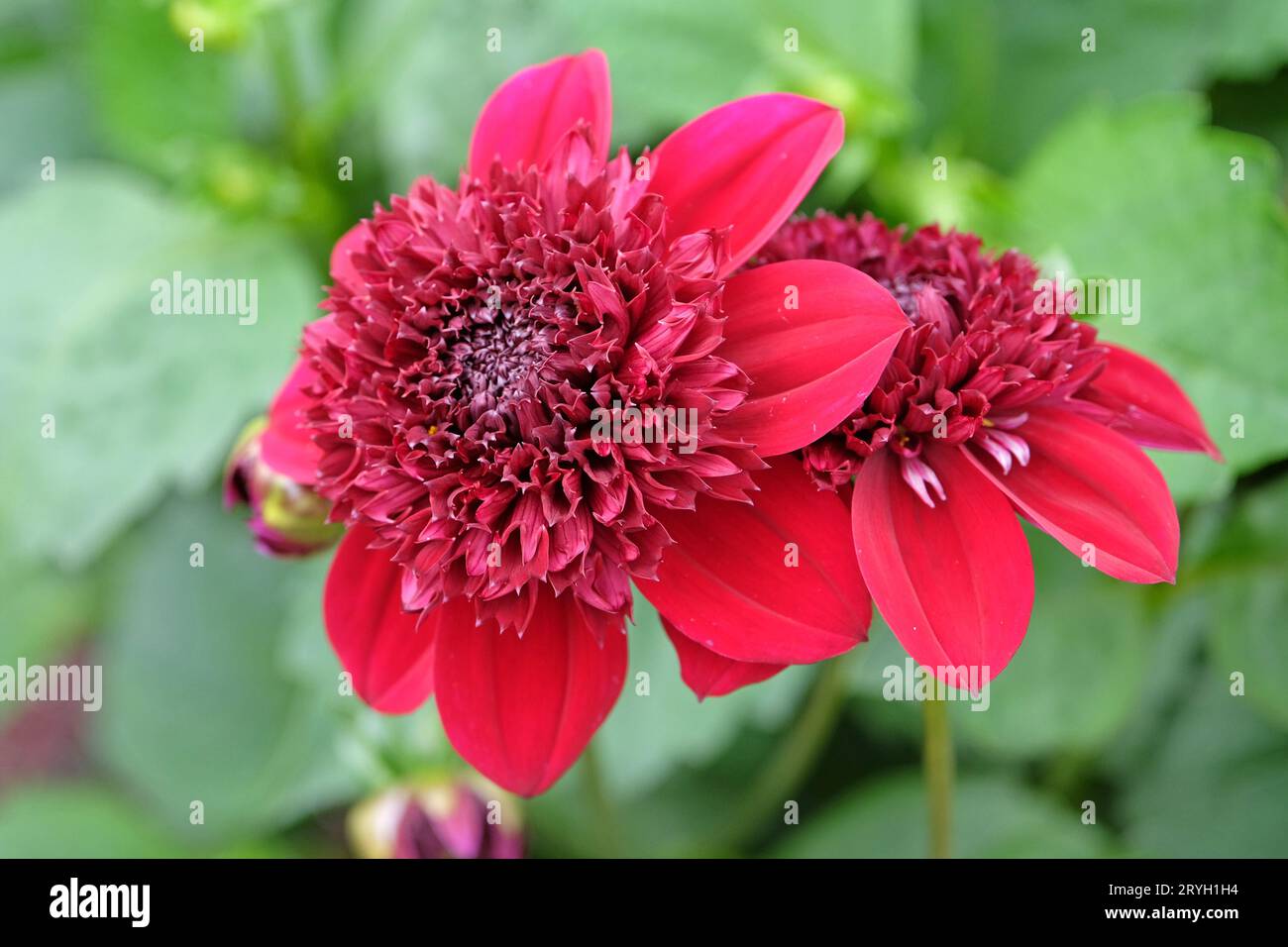 Bright red anemone Dahlia Rosie Raven in flower Stock Photo - Alamy