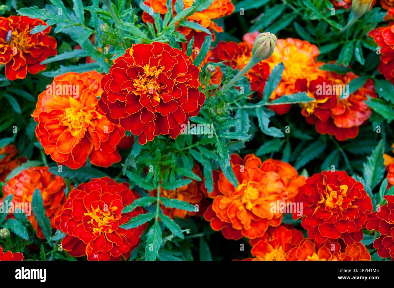 Patula flowers hi-res stock photography and images - Alamy