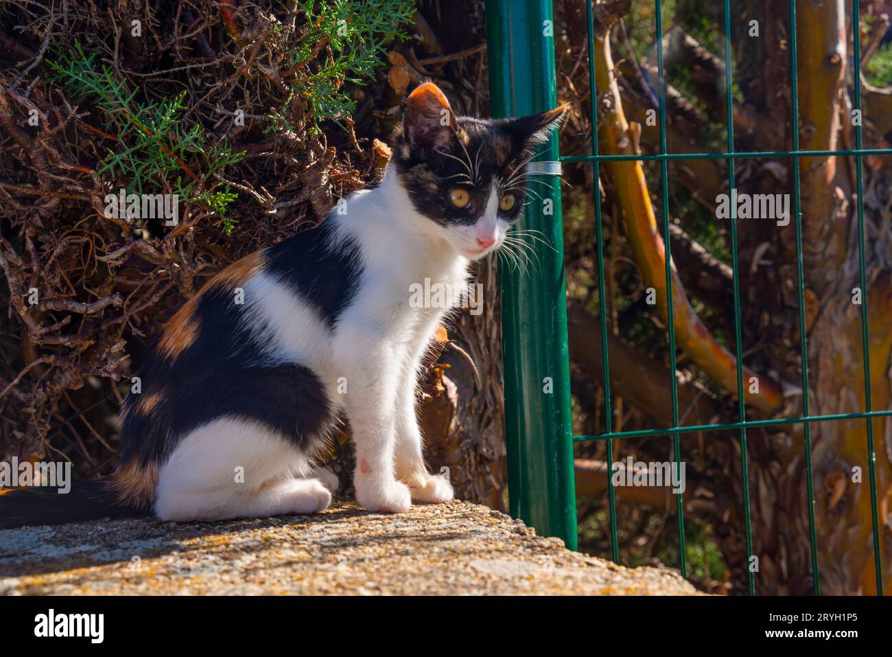 Gatitos calico hi-res stock photography and images - Alamy