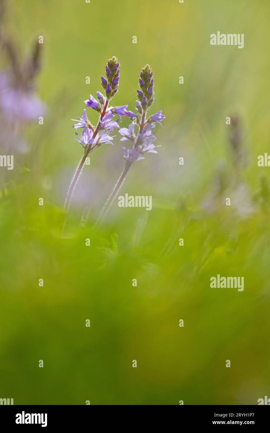 Heath Speedwell (Veronica officinalis) flowering in grassland. Powys ...