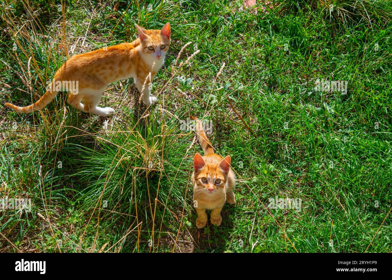 Gato mirando la cámara hi-res stock photography and images - Alamy