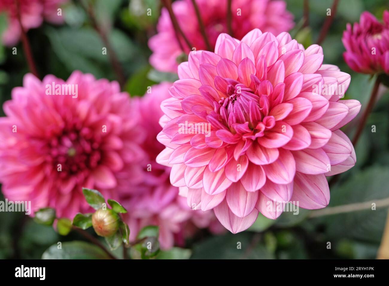 Molly flowers hi-res stock photography and images - Alamy