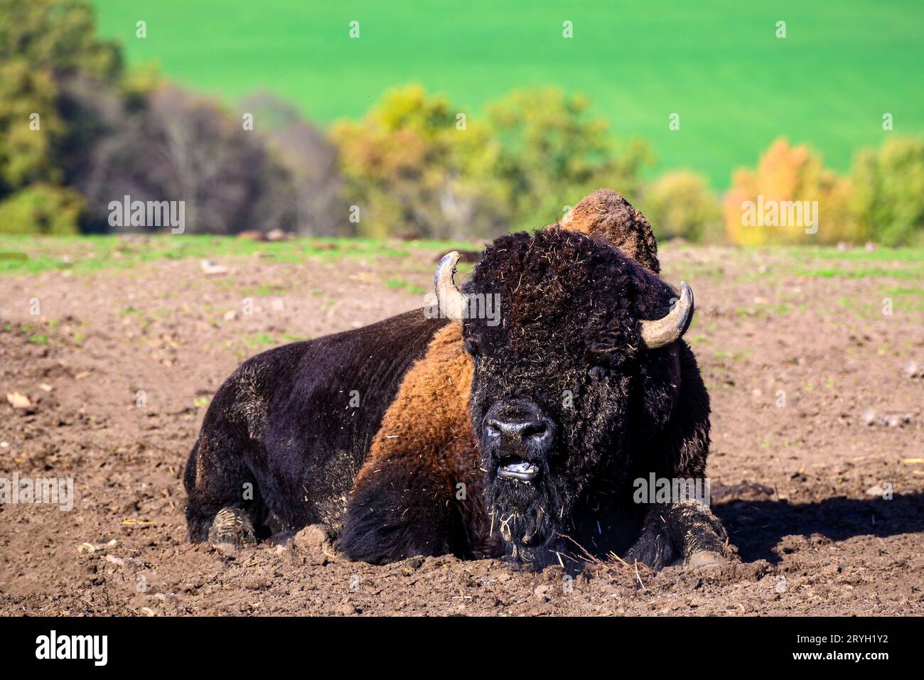A look at a bison in the middle of Germany Stock Photo - Alamy