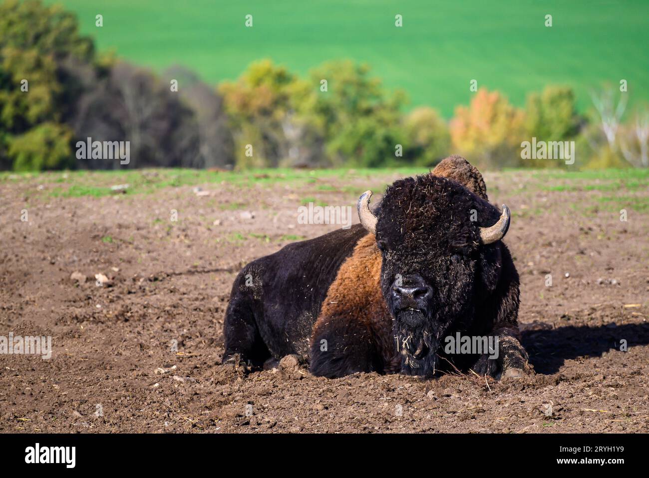 A look at a bison in the middle of Germany Stock Photo - Alamy
