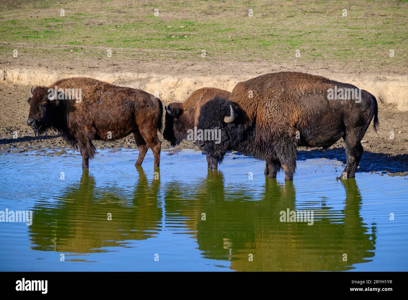 A look at a bison in the middle of Germany Stock Photo - Alamy