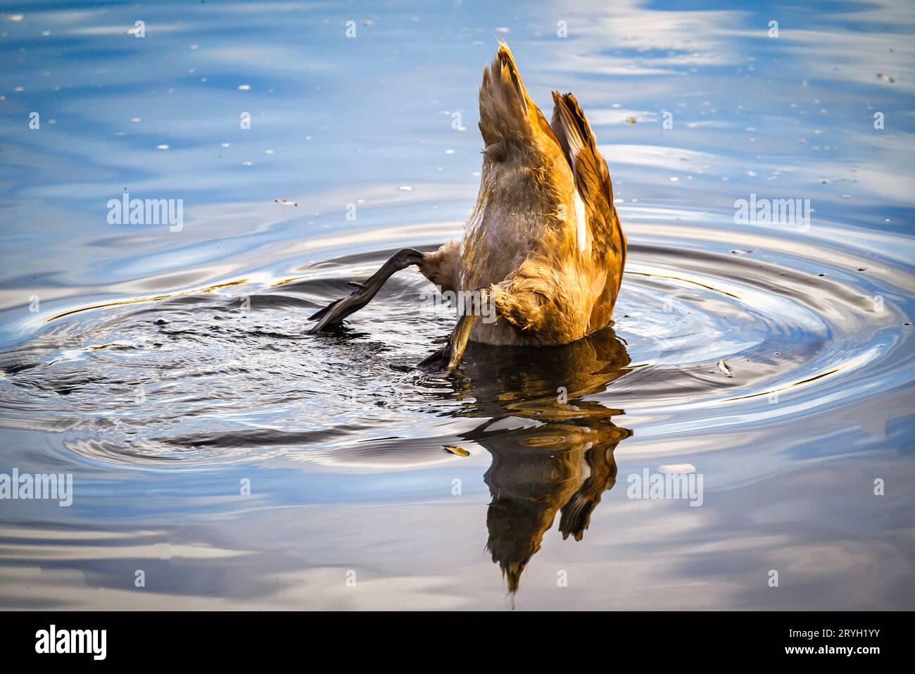 A view of a swan diving Stock Photo - Alamy