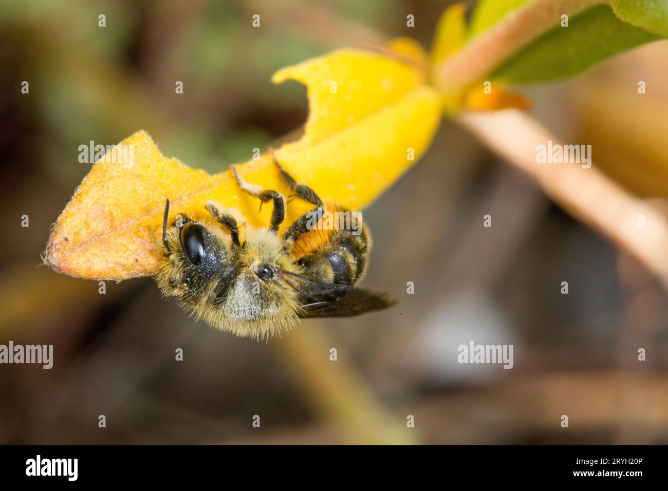 Orange-vented Mason Bee (Osmia leaiana) female collecting chewed leaves ...