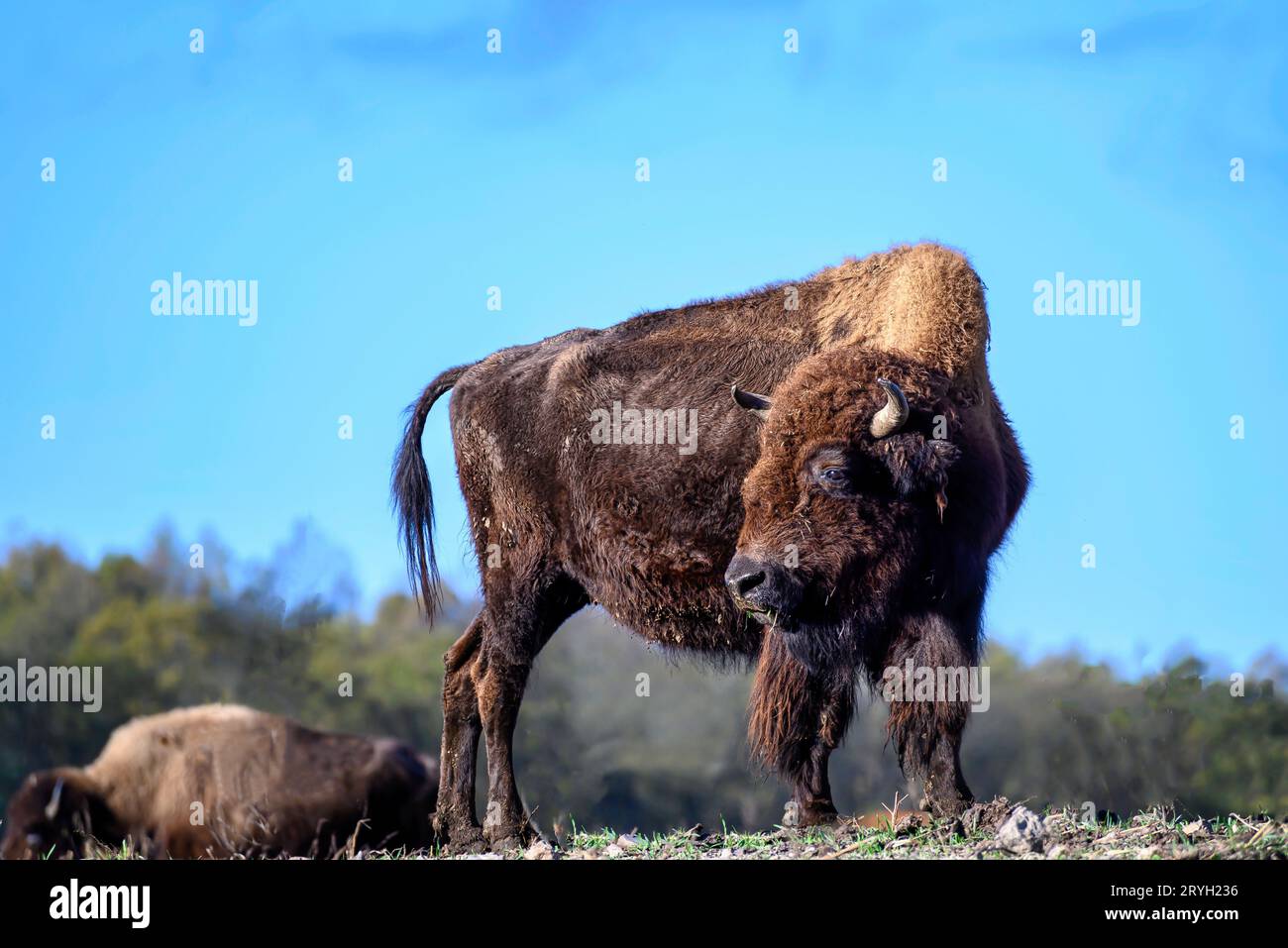 A look at a bison in the middle of Germany Stock Photo - Alamy