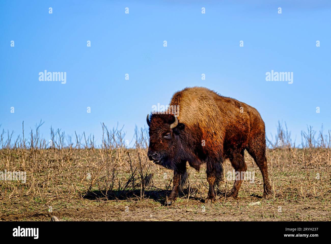 Bison in the prairie landscape hi-res stock photography and images - Alamy