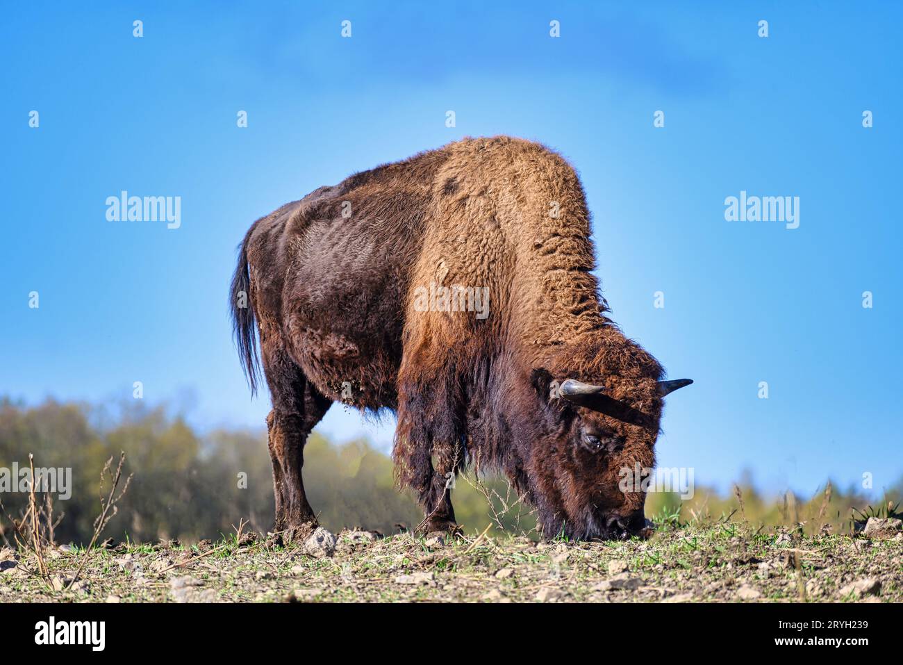 A look at a bison in the middle of Germany Stock Photo - Alamy