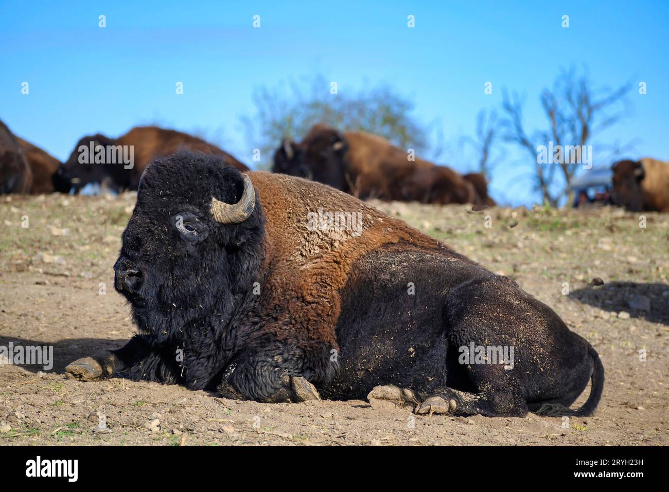 A look at a bison in the middle of Germany Stock Photo - Alamy
