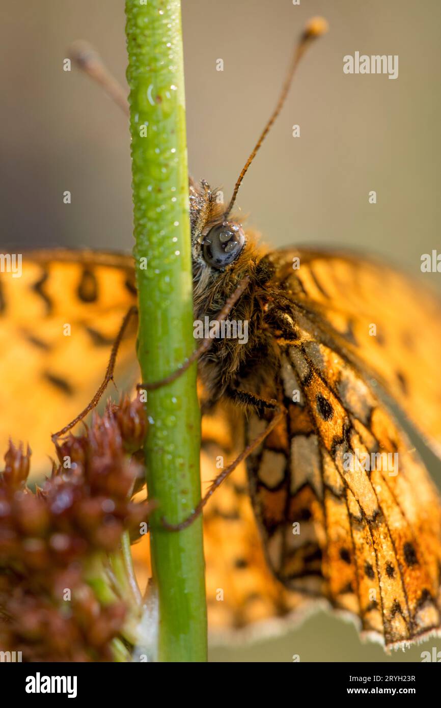 Small Pearl-bordered Fritillary butterfly (Boloria selene) on a rush ...