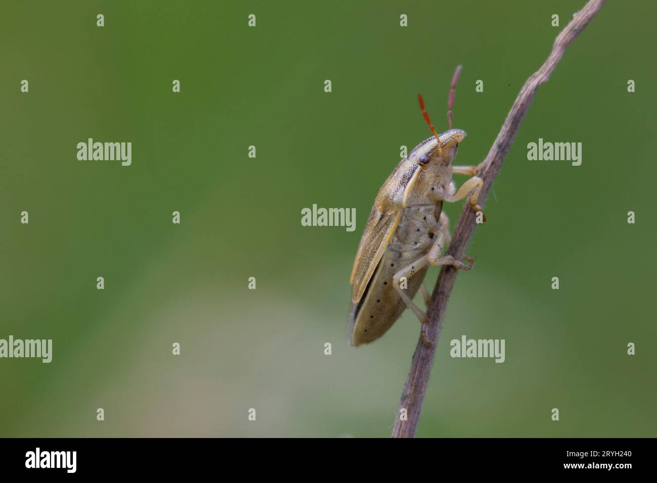 Shieldbugs hi-res stock photography and images - Alamy