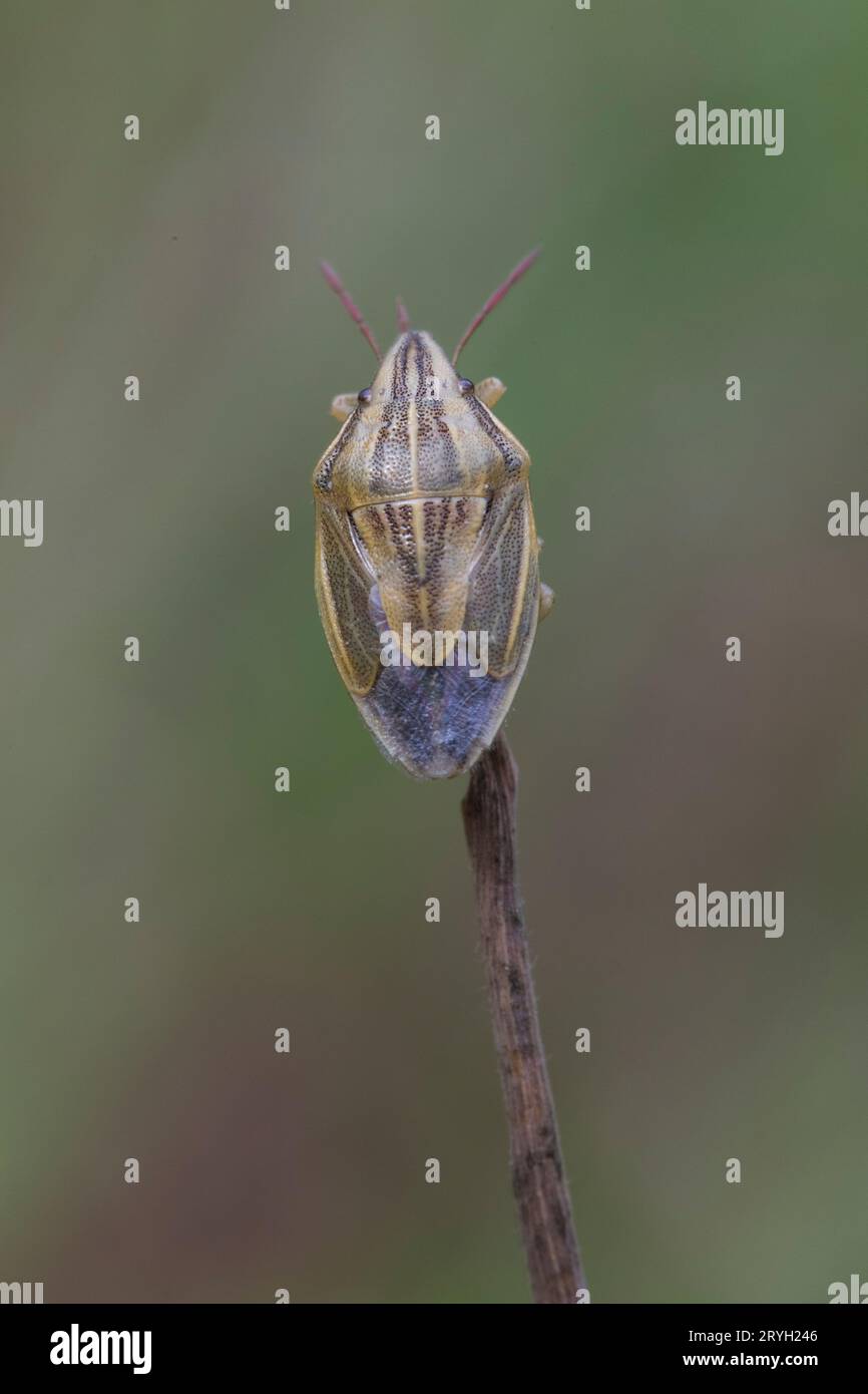 Shieldbugs hi-res stock photography and images - Alamy