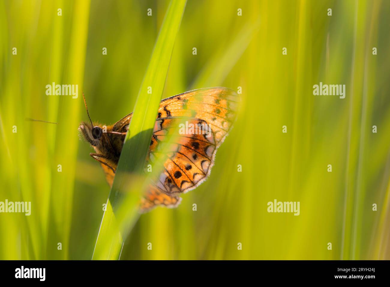 Small Pearl-bordered Fritillary butterfly (Boloria selene) roosting ...