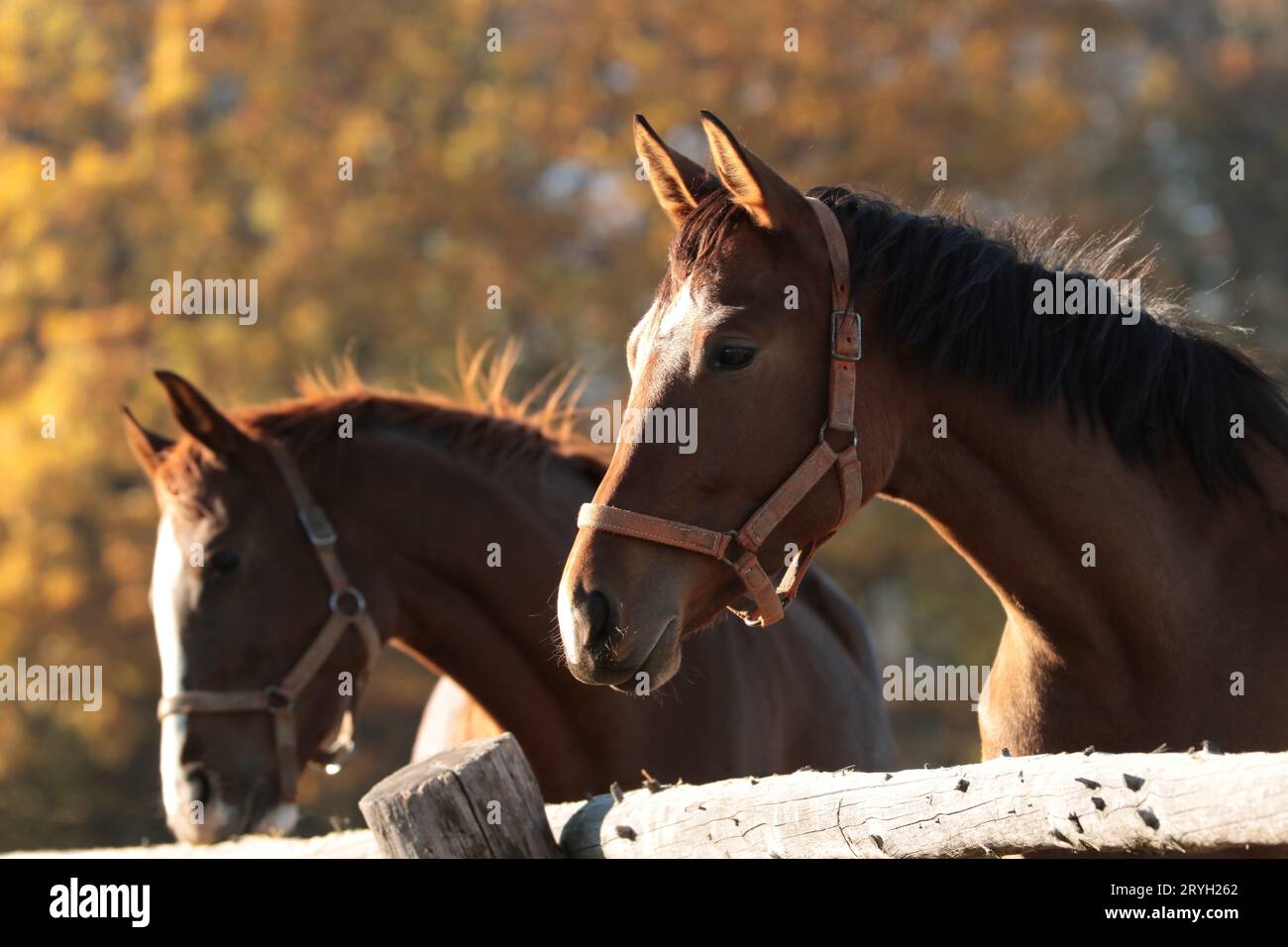 Mares in the pasture Stock Photo - Alamy