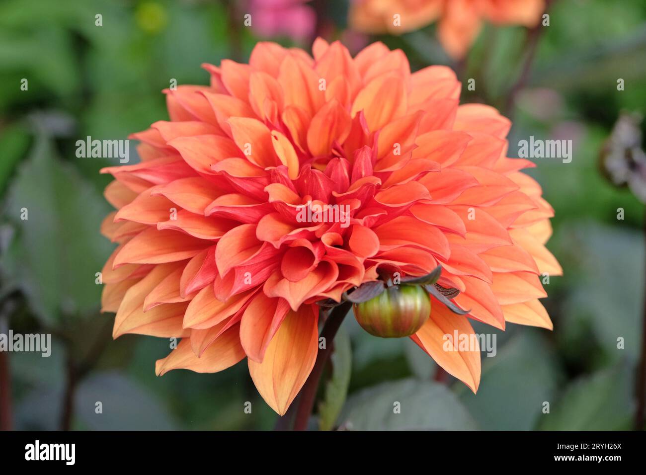 Miss trucella hi-res stock photography and images - Alamy