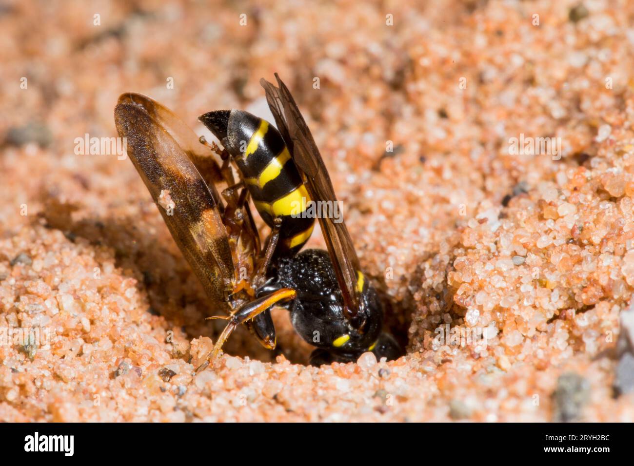 Broad-banded Hopper Wasp (Gorytes laticinctus) female carrying an adult ...