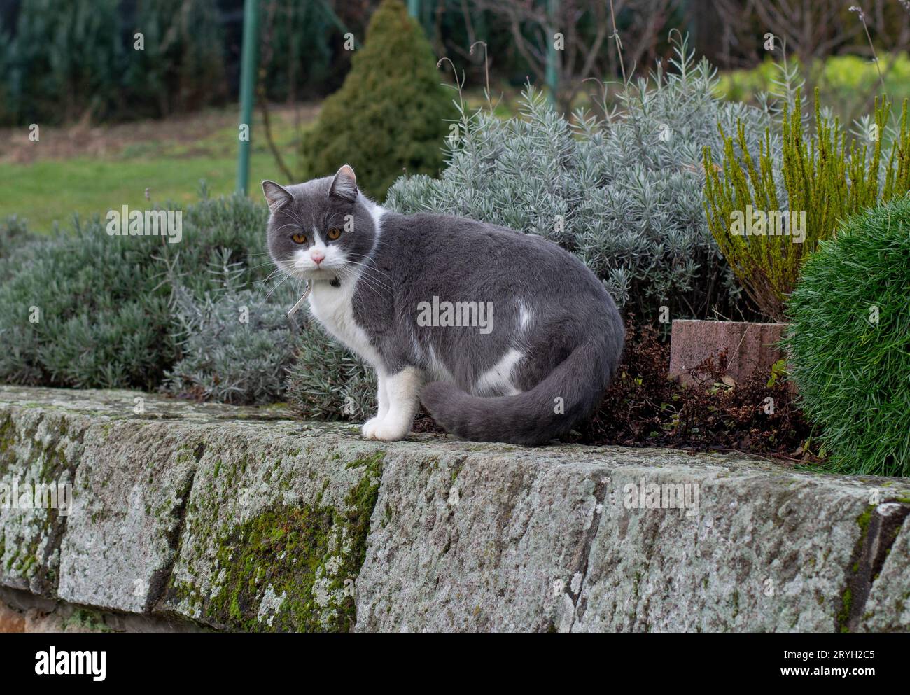British Shorthair Blue And White