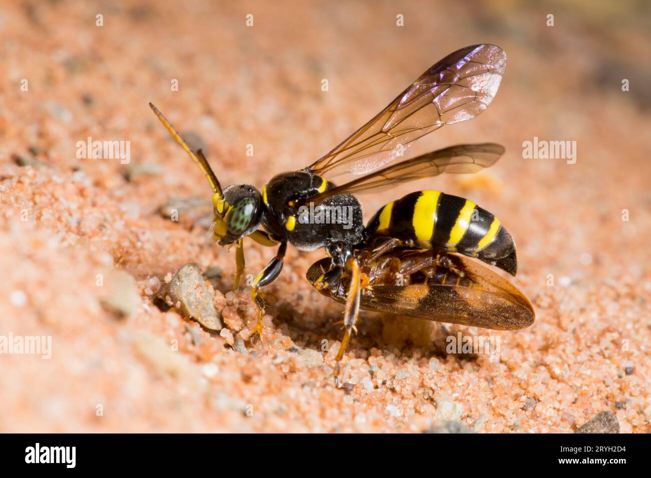 Broad-banded Hopper Wasp (Gorytes laticinctus) female carrying an adult ...