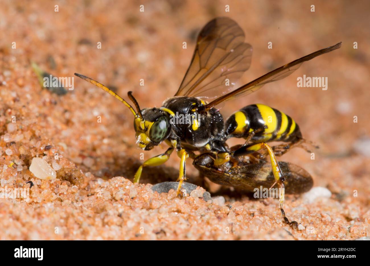 Broad-banded Hopper Wasp (Gorytes laticinctus) female carrying an adult ...