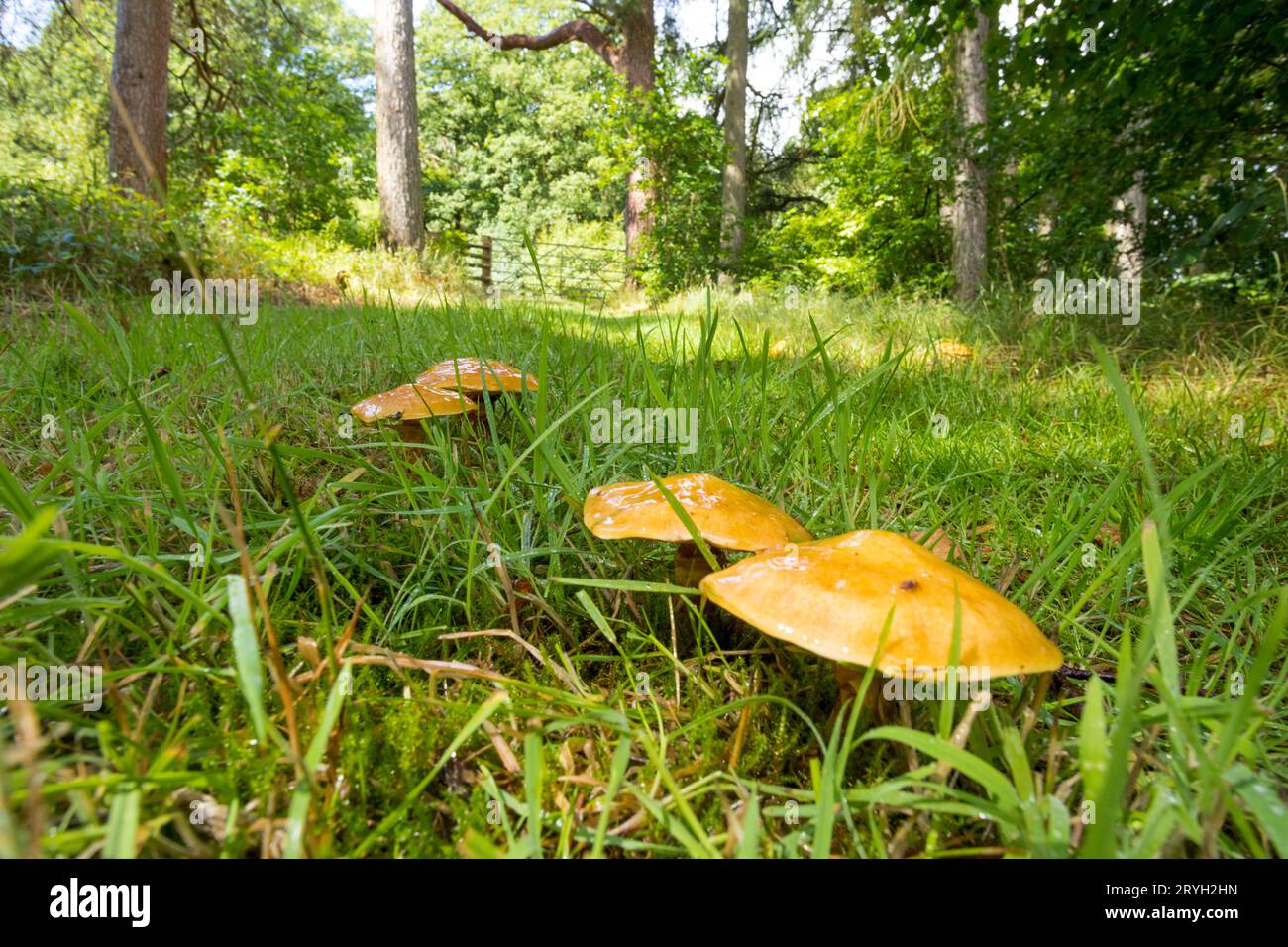 Larch Boletes (Suillus grevillei) fungi fruiting bodies growing in ...