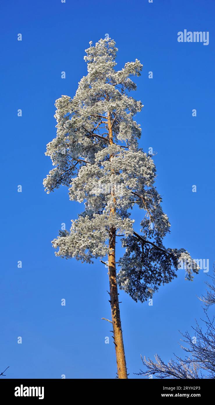 Snow covered pinetree hi-res stock photography and images - Alamy