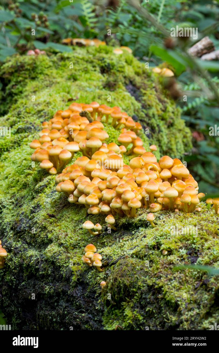 Sulphur Tuft fungi (Hypholoma fasciculare) mass of fruiting bodies ...
