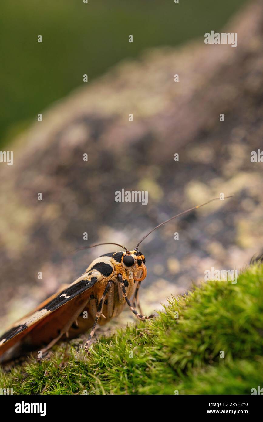 Jersey tiger moth, Euplagia quadripunctaria,resting on moss covered ...